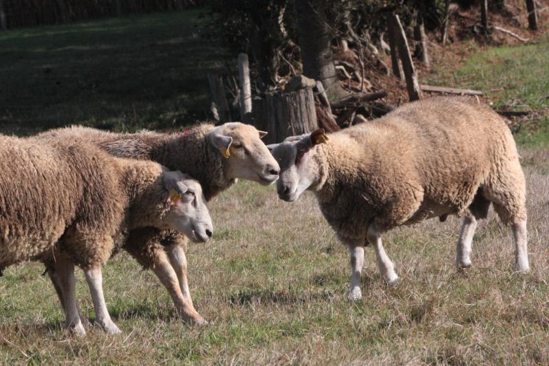 How Smart Are Sheep? Researchers Find Surprising Answers - Countryside